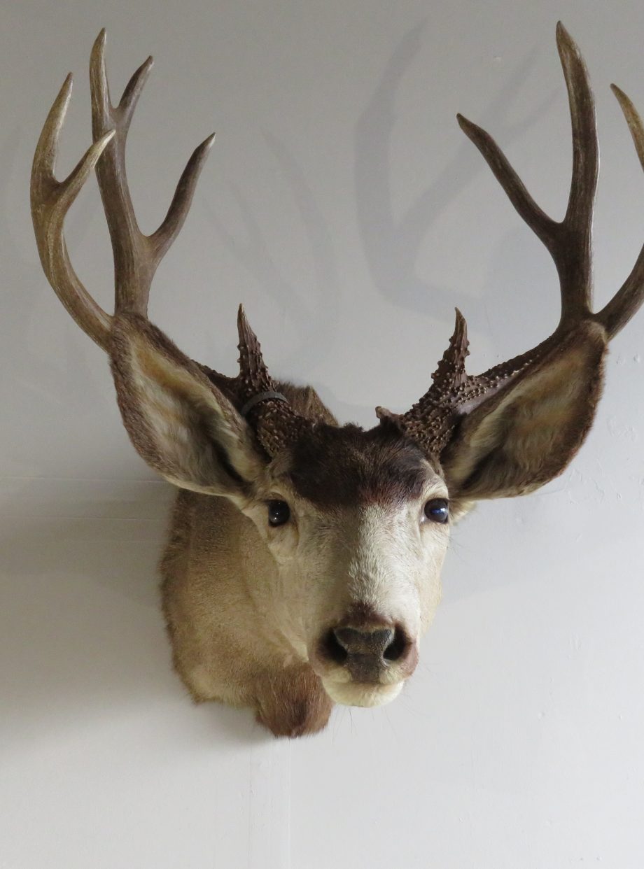 Blacktail Buck Shoulder Mount DM-109 – Mounts For Sale