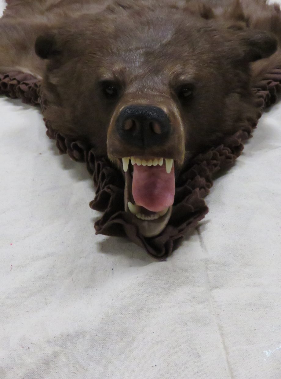 Brown Bear Taxidermy Rug BB-107 – Mounts For Sale