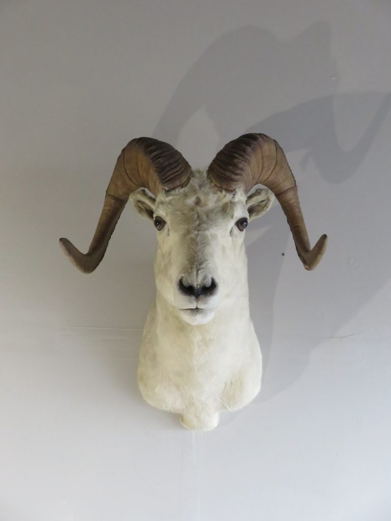 Dall Sheep Shoulder Mount SD-105 – Mounts For Sale