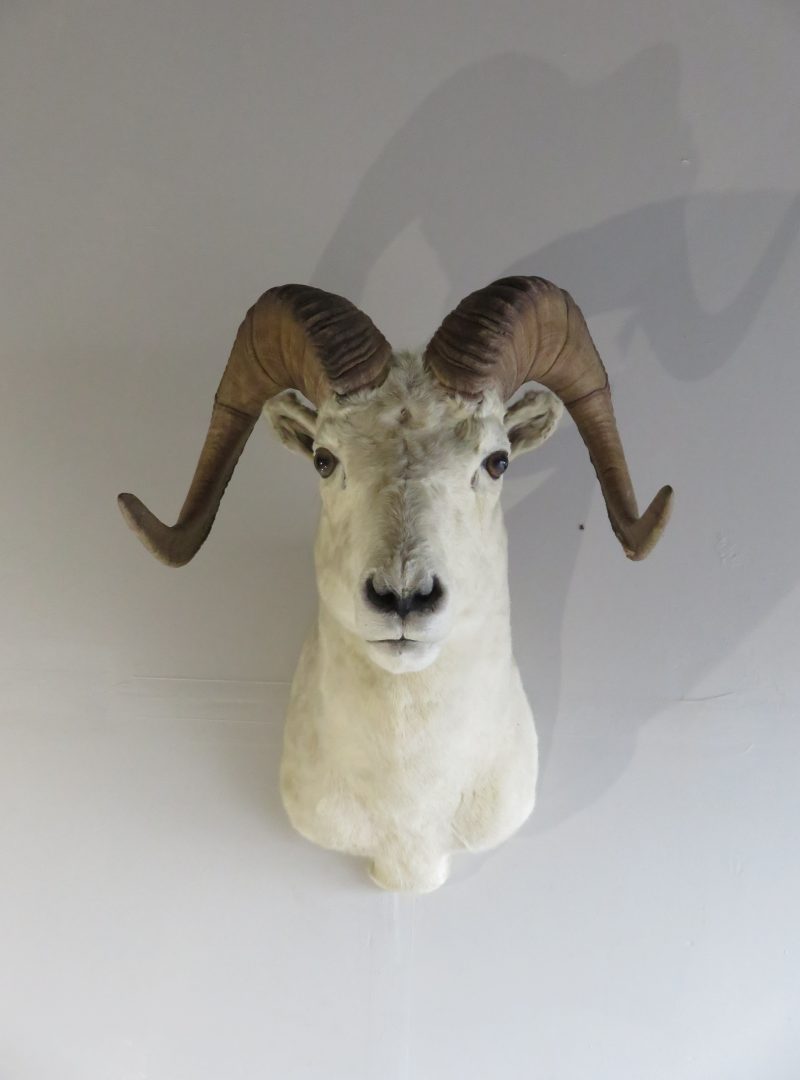 Dall Sheep Shoulder Mount SD-105 – Mounts For Sale