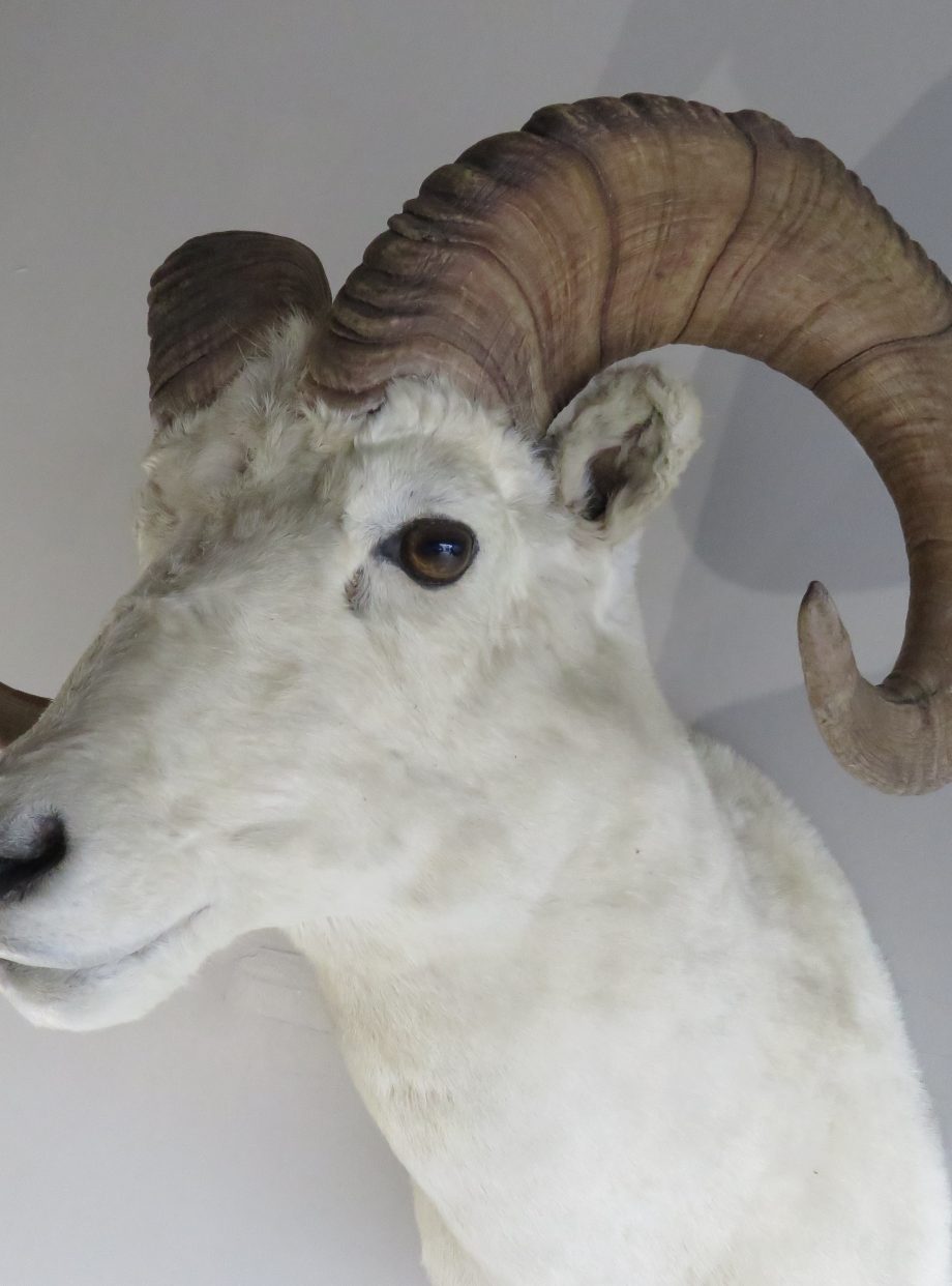 Dall Sheep Shoulder Mount SD-105 – Mounts For Sale