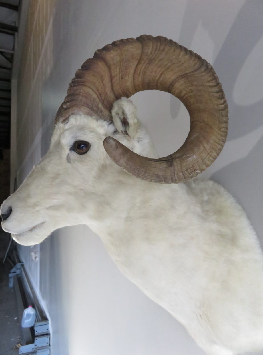 Dall Sheep Shoulder Mount SD-105 – Mounts For Sale