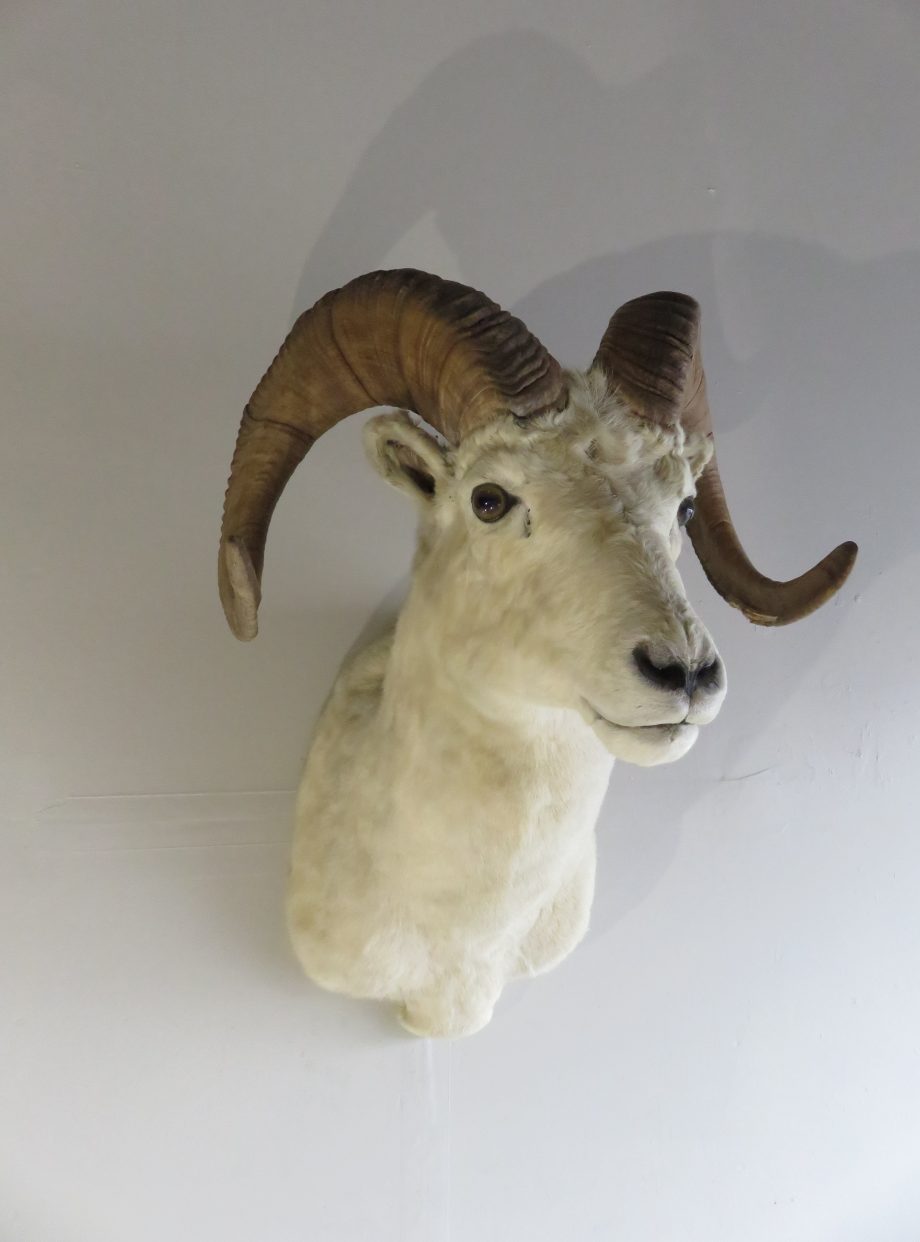 Dall Sheep Shoulder Mount SD-105 – Mounts For Sale