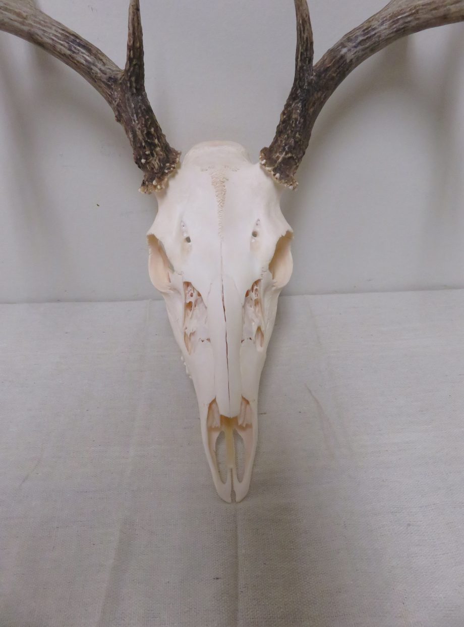 Whitetail European Mount W-125E – Mounts For Sale