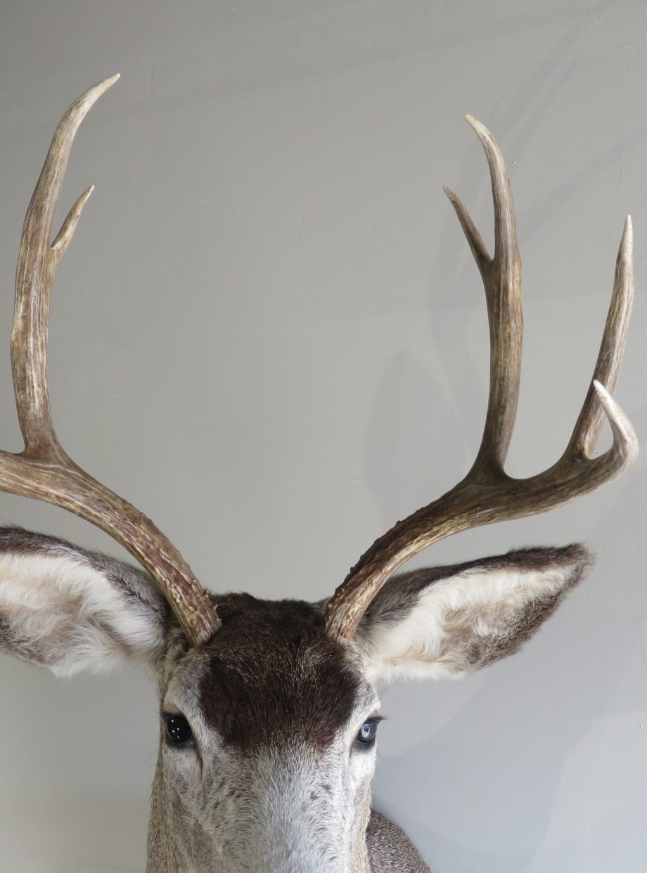 Mule Deer Shoulder Mount M-117 – Mounts For Sale