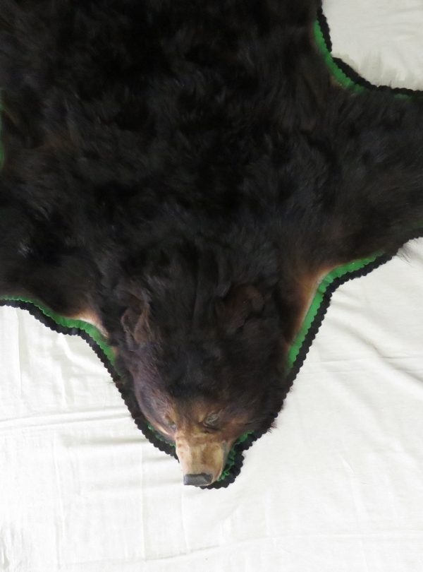 Alaska Black Bear Taxidermy Rug For Sale. B-114B – Mounts For Sale