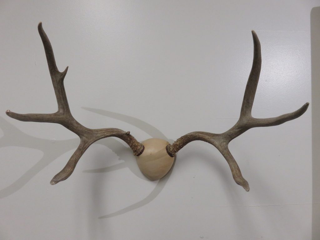 Mule Deer Rack/Antlers M-129R – Mounts For Sale