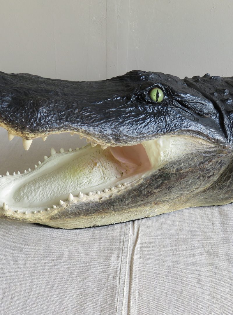 Alligator Taxidermy Head Mount A-101H – Mounts For Sale