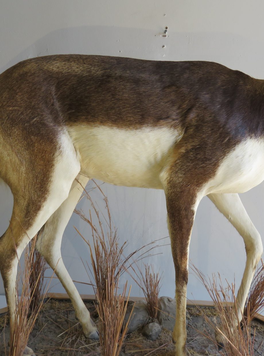 Blackbuck Life Size Taxidermy Mount - X-111BB – Mounts For Sale