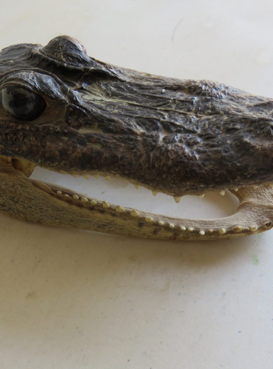 Alligator Taxidermy Head Mount - Small A-102H – Mounts For Sale