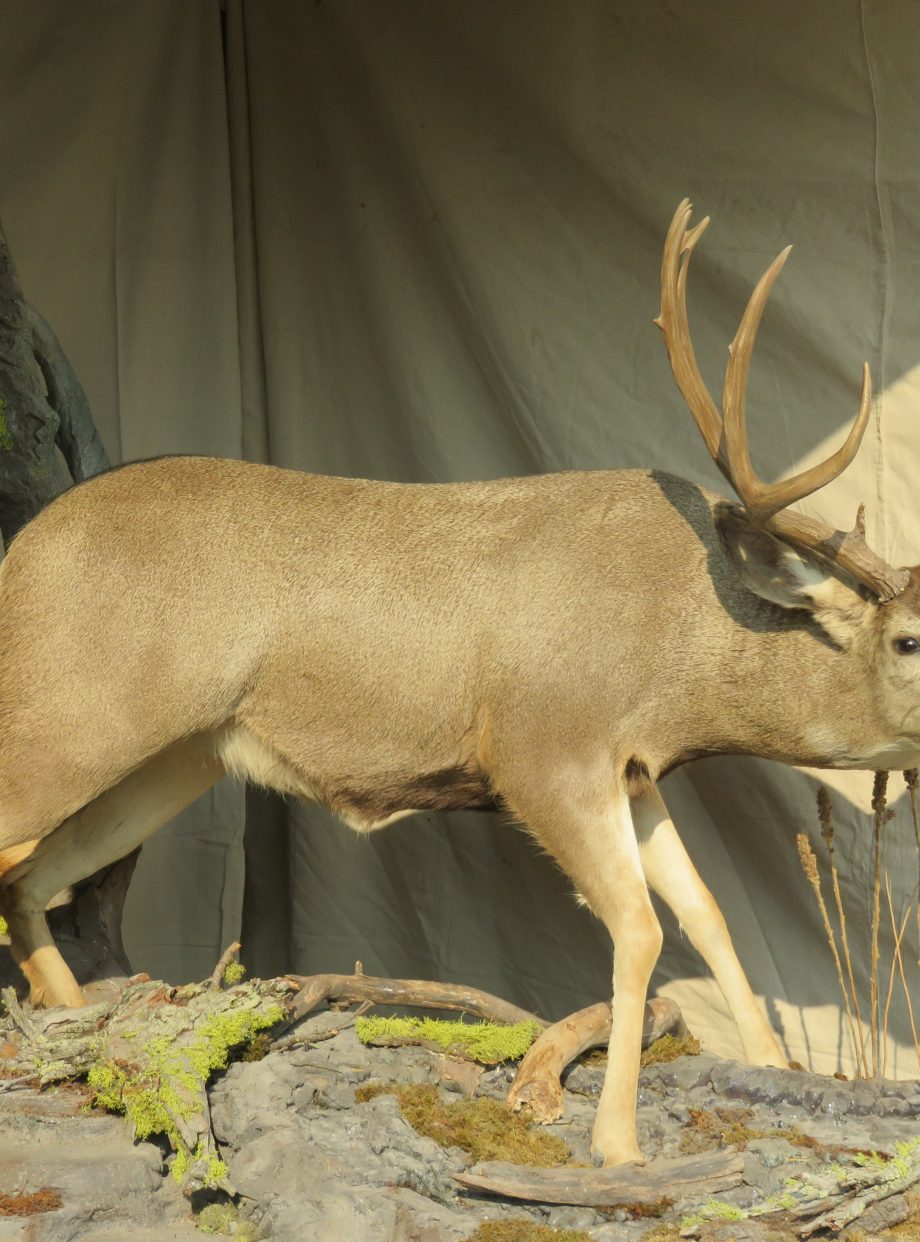 Trophy Mule Deer Life Size Mount in Stream Bed M-134LS – Mounts For Sale