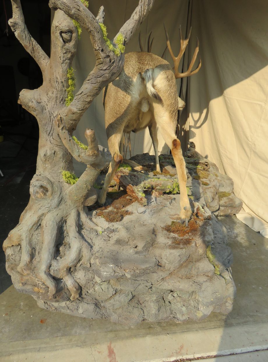Trophy Mule Deer Life Size Mount in Stream Bed M-134LS – Mounts For Sale