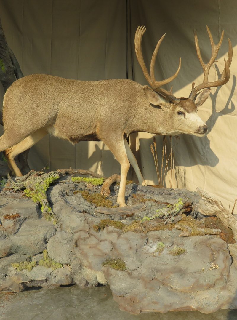 Trophy Mule Deer Life Size Mount in Stream Bed M-134LS – Mounts For Sale