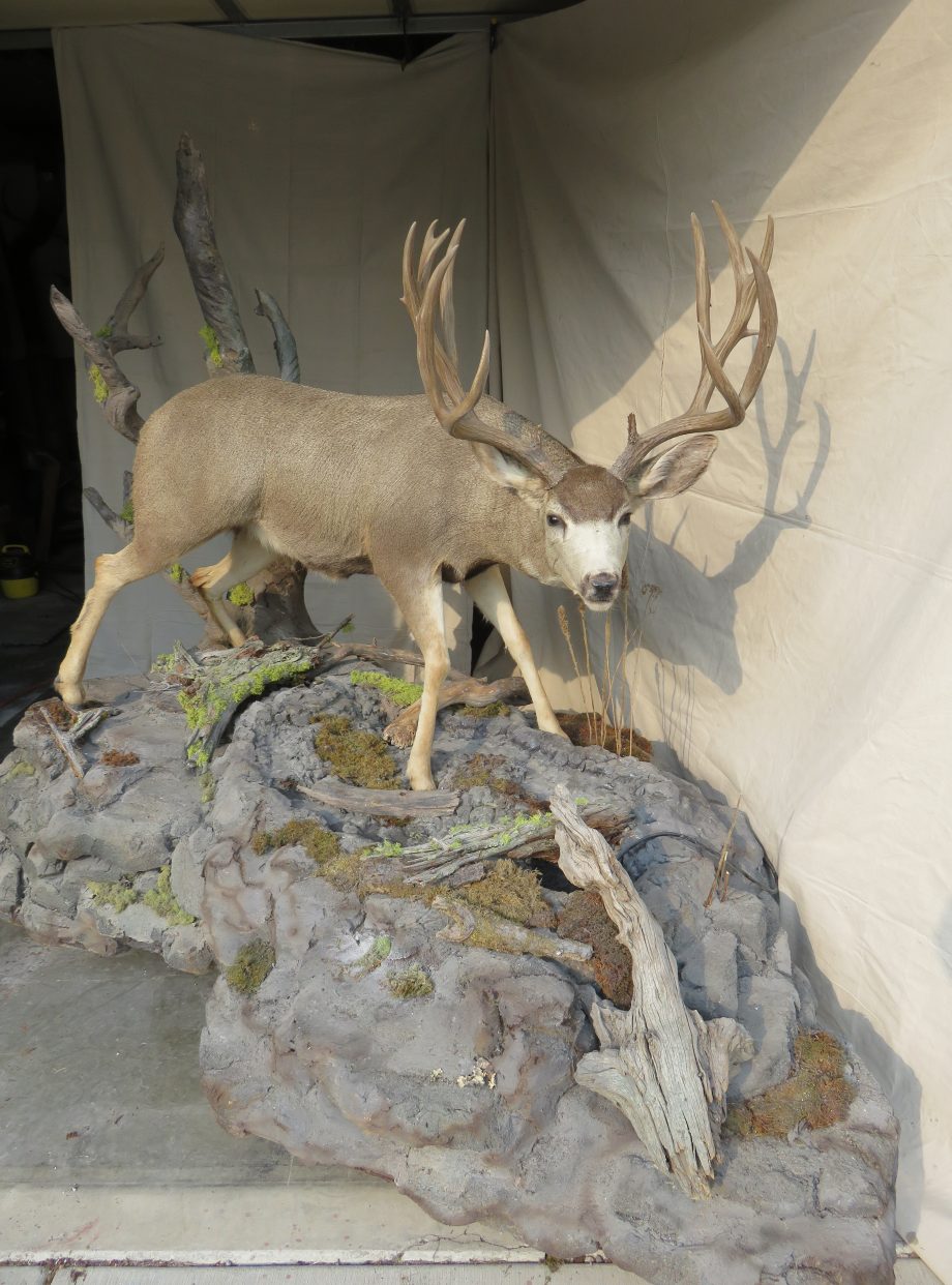 Trophy Mule Deer Life Size Mount in Stream Bed M-134LS – Mounts For Sale