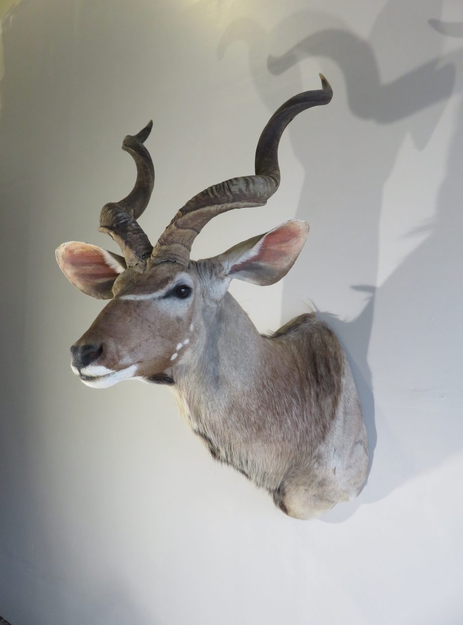 Greater Kudu Taxidermy Shoulder Mount for sale. X-112K – Mounts For Sale