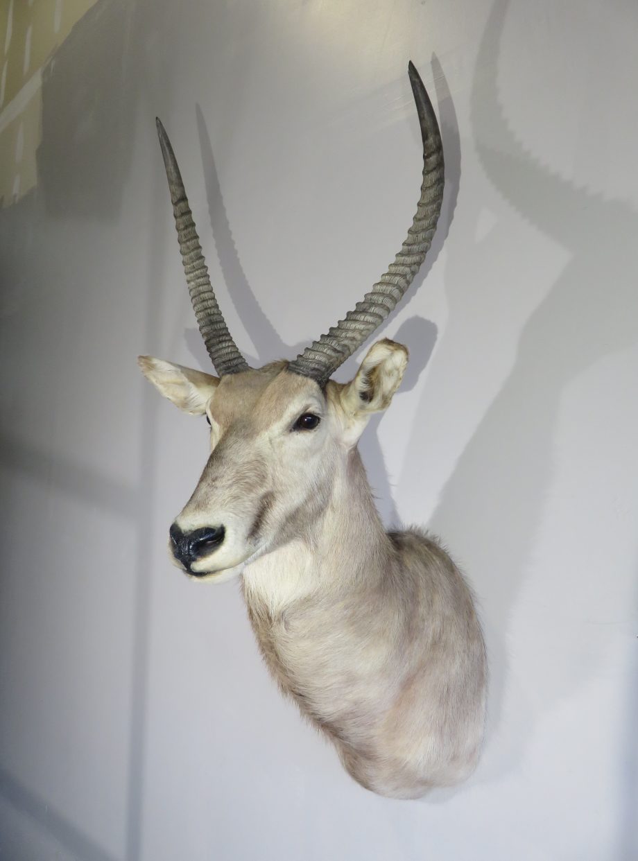 African Waterbuck Shoulder Mount X-114W – Mounts For Sale