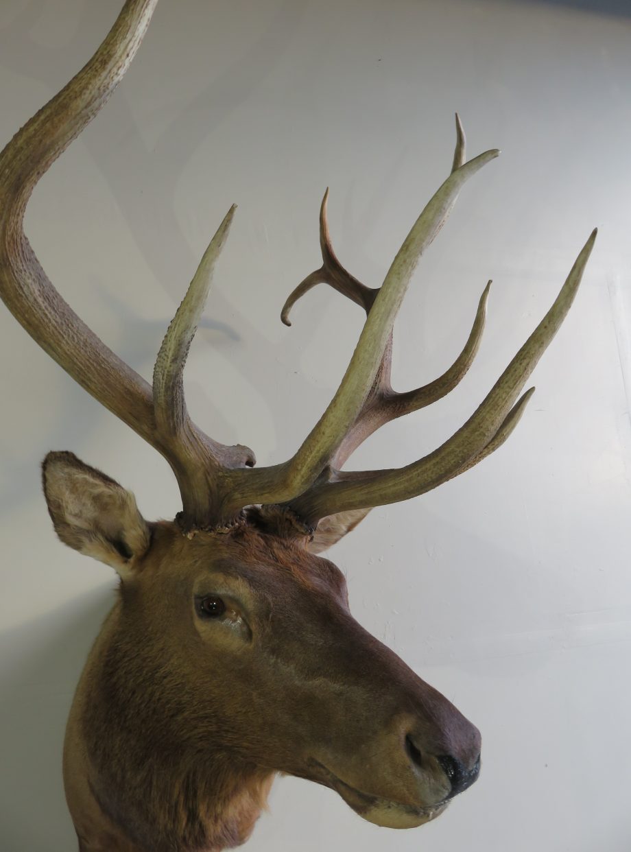 Rocky Mountain Elk Mount E-113M (330 Class) – Mounts For Sale
