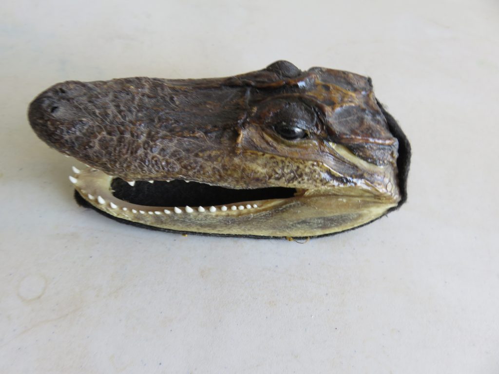 Alligator Head Small Taxidermy Mount for sale. A-103H – Mounts For Sale