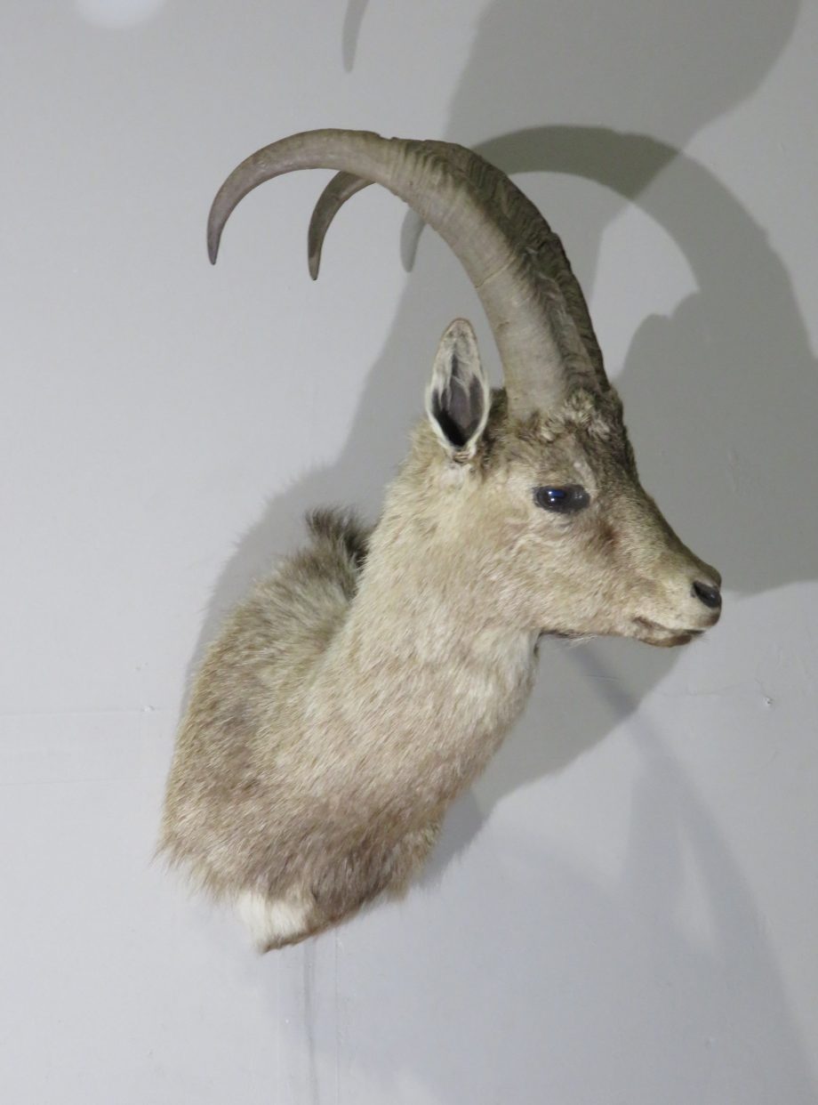Cross Ibex Mount for sale. S-116G – Mounts For Sale