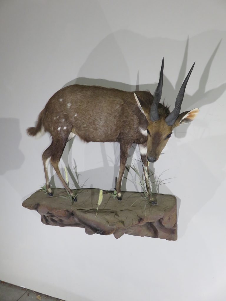 Bushbuck Mount