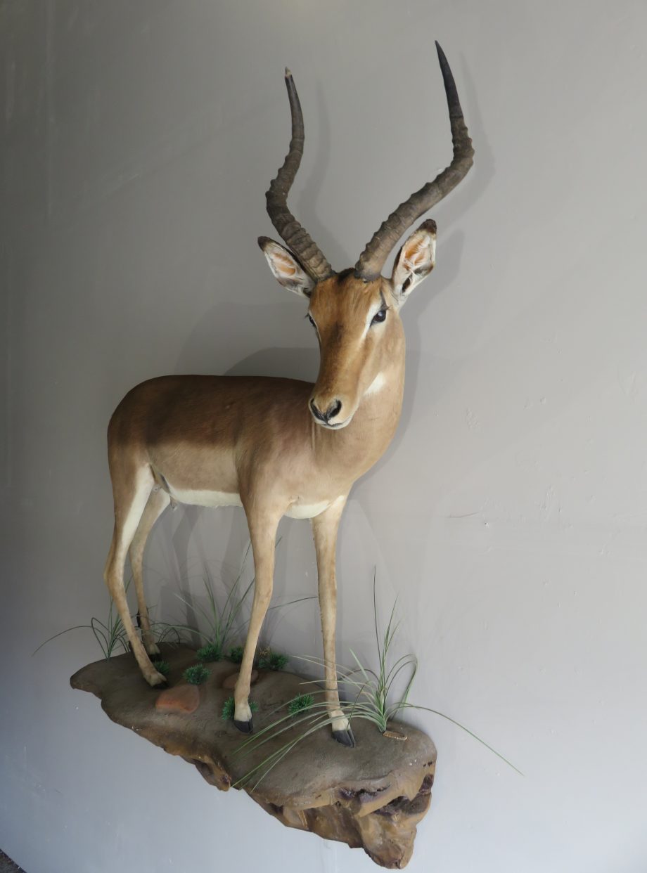 Impala Life Sized mount for sale. X-123IM – Mounts For Sale