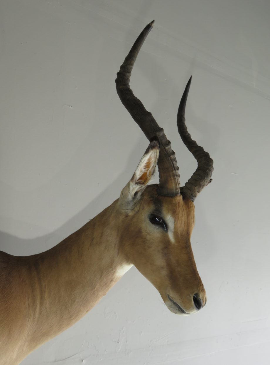 Impala Life Sized mount for sale. X-123IM – Mounts For Sale