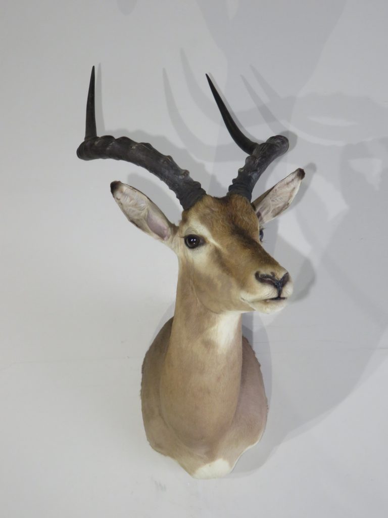 African Impala Taxidermy mount for sale. X-132IM – Mounts For Sale
