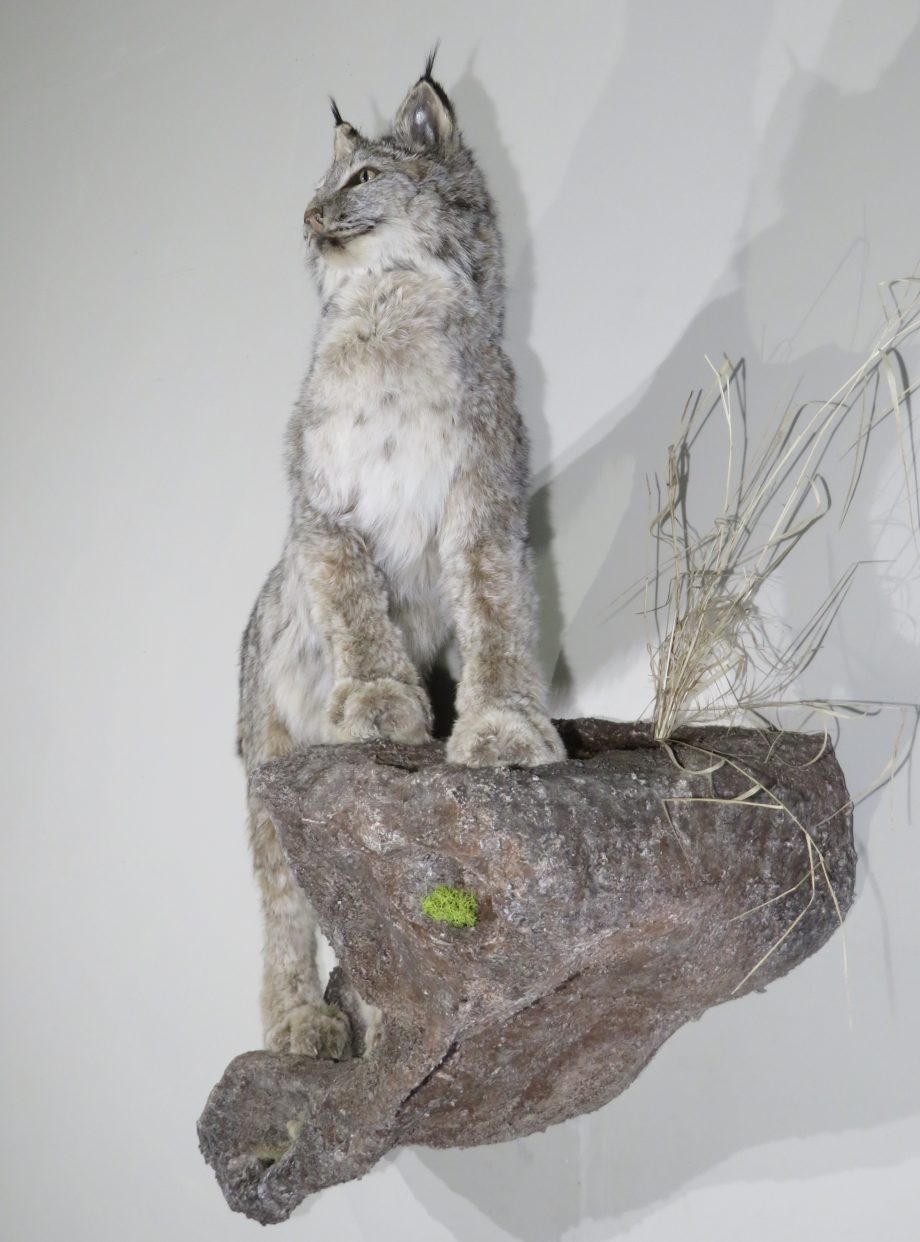 Lynx Life Sized Taxidermy mount on terrain base for sale. C-109LY ...