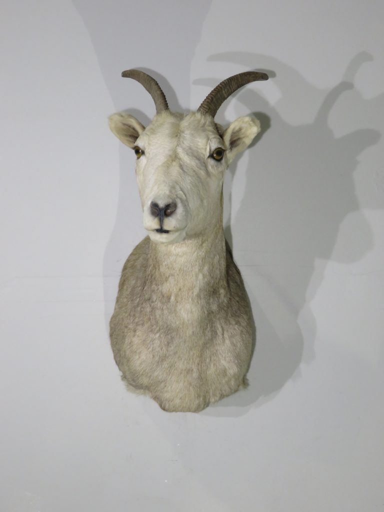 Big Horn Sheep Ewe Shoulder mount for sale. S-122B – Mounts For Sale