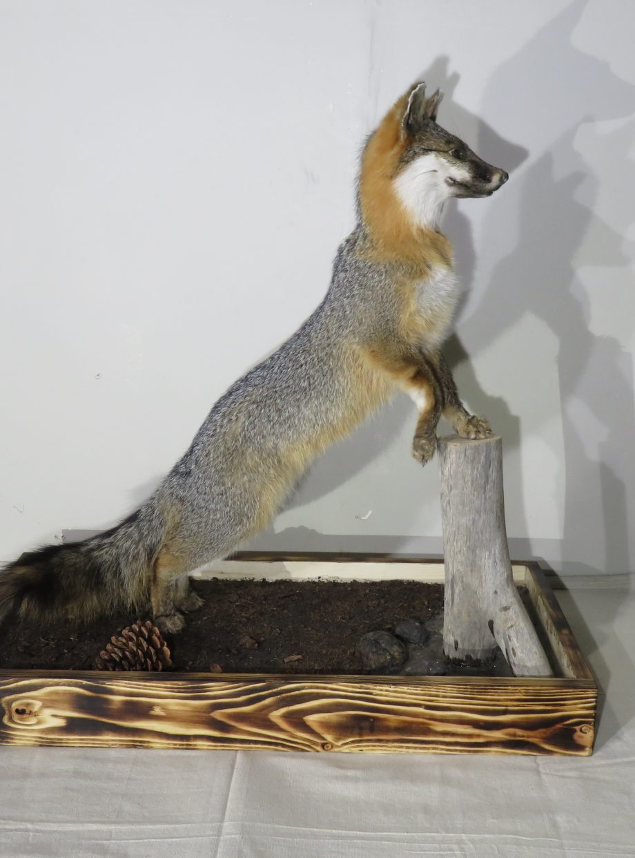 Gray Fox Life-size mount on terrain base. P-112CF – Mounts For Sale