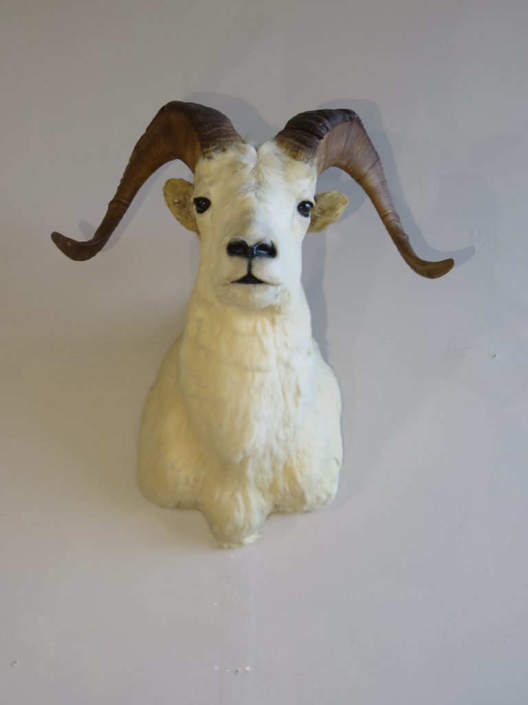 Dall Sheep Ram Shoulder Mount for sale. S-124D – Mounts For Sale