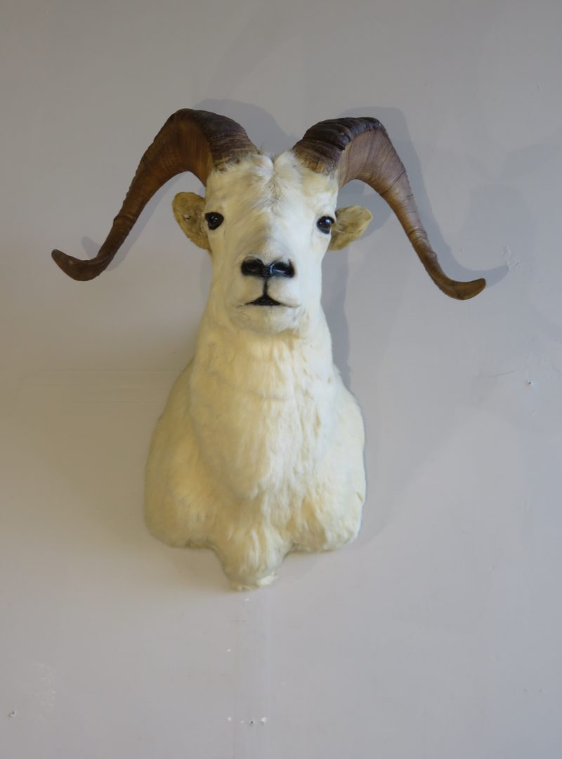 Dall Sheep Ram Shoulder Mount for sale. S-124D – Mounts For Sale