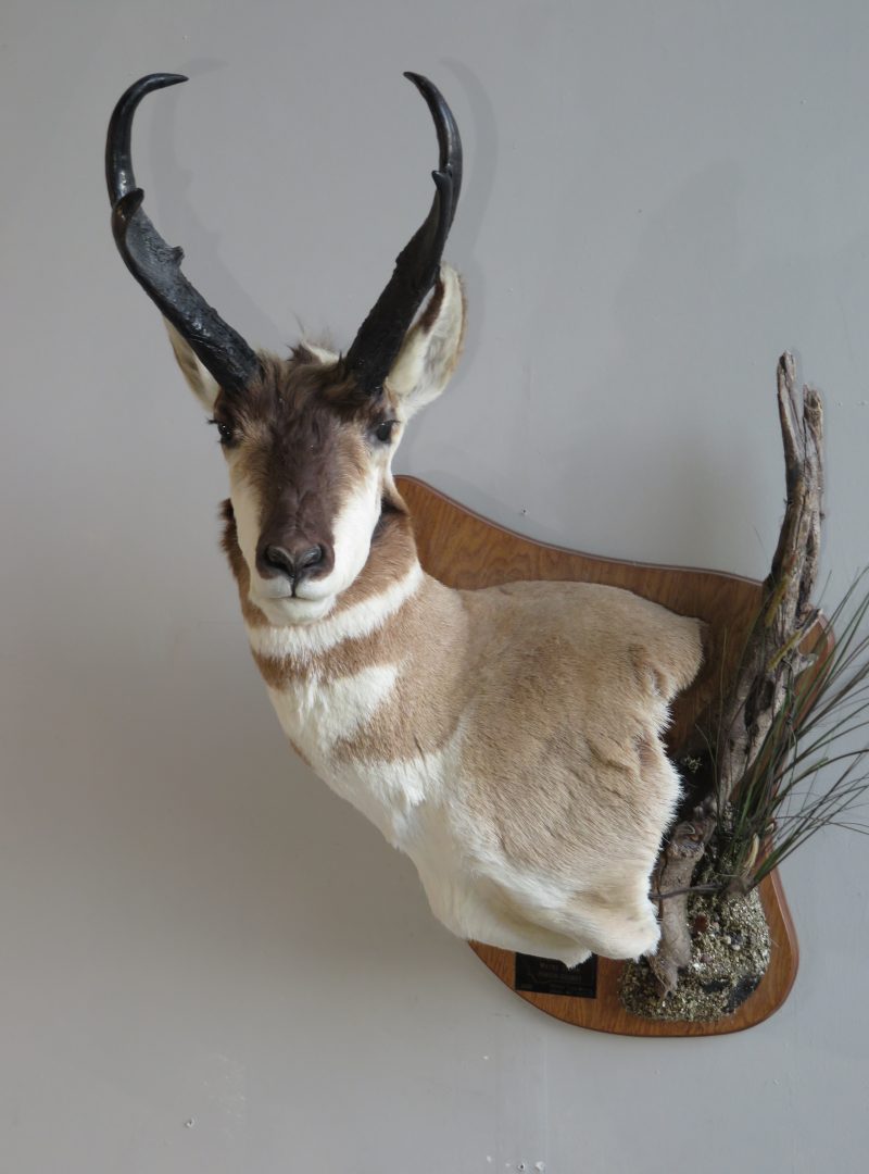 Antelope Taxidermy Mount for sale. A-125P – Mounts For Sale
