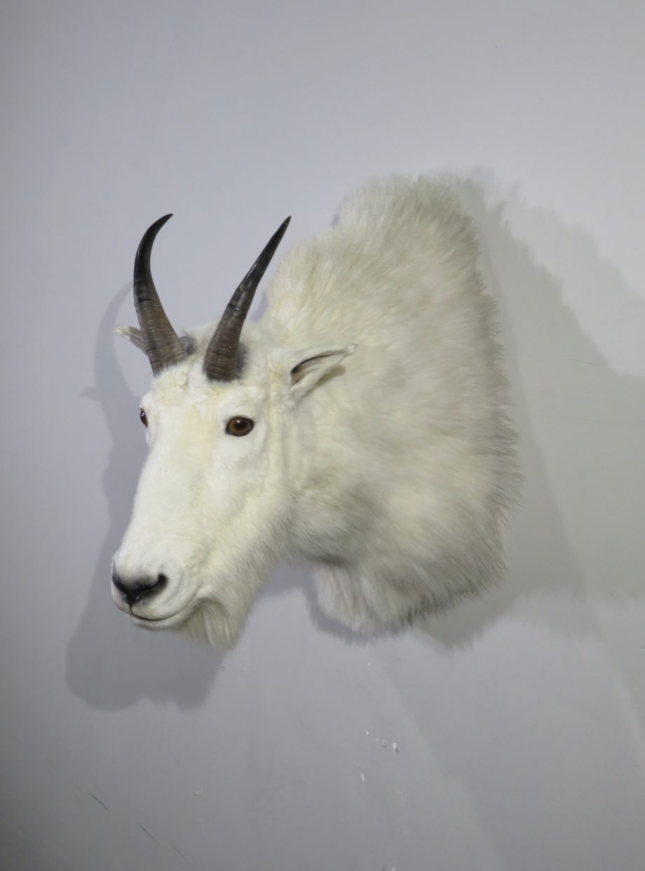 Mountain Goat Shoulder Mount for sale. O-117G – Mounts For Sale