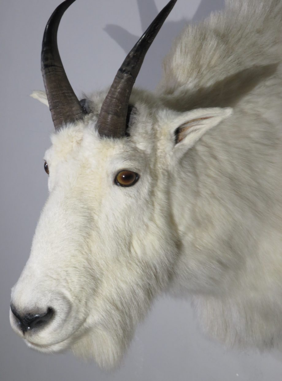 Mountain Goat Shoulder Mount for sale. O-117G – Mounts For Sale