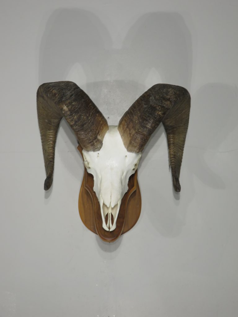 Bighorn Ram European Mount on plaque. S-125B – Mounts For Sale