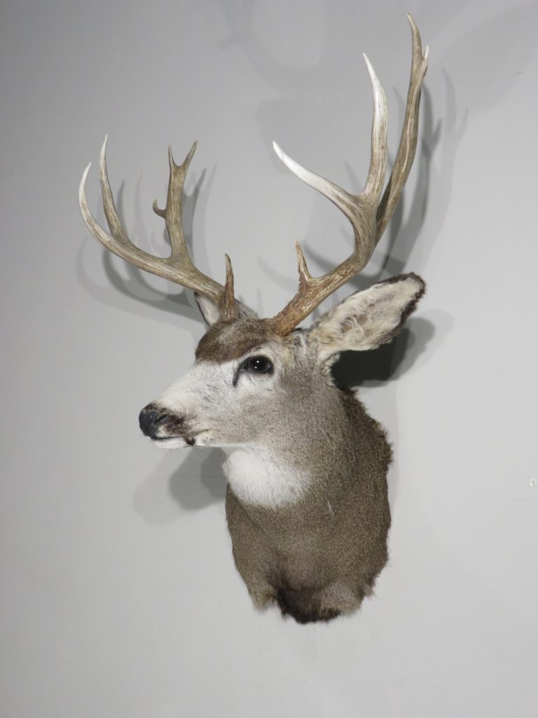 Mule Deer taxidermy mount for sale. M-138S – Mounts For Sale