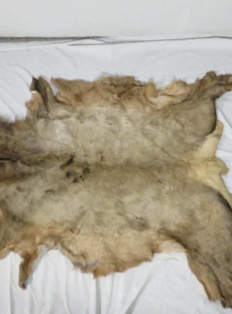 Rocky Mountain Elk Tanned Skin/Hide for sale. E-124H – Mounts For Sale