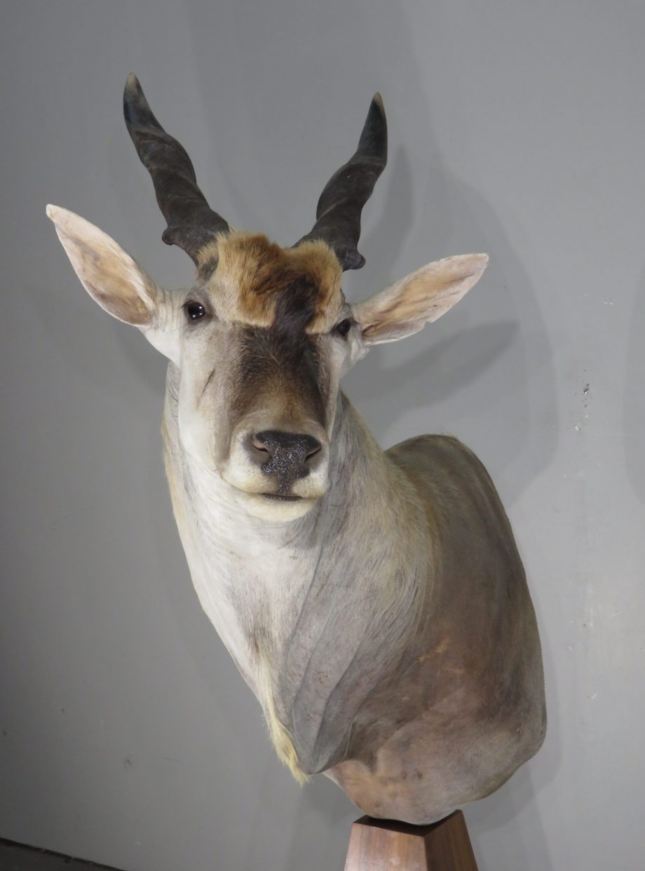Eland Bull Pedestal Mount for sale. X-148EL – Mounts For Sale