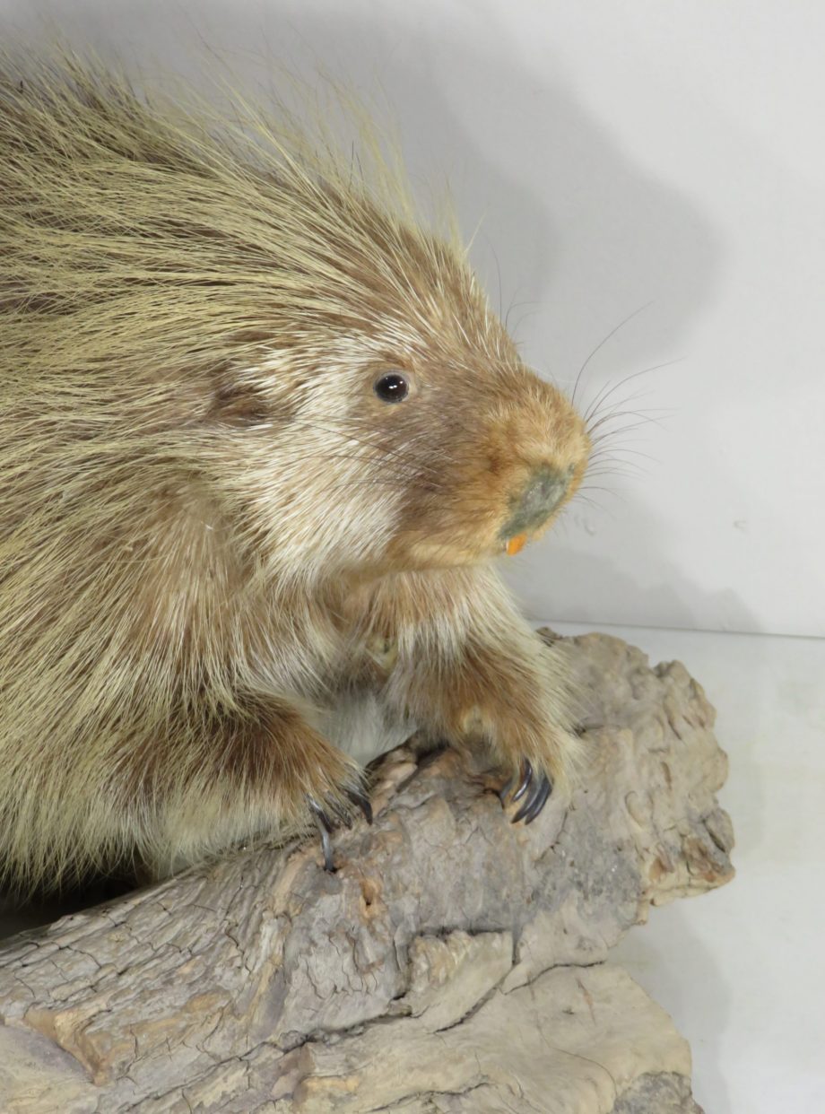 Porcupine Life Sized mount for sale. P-110PO – Mounts For Sale