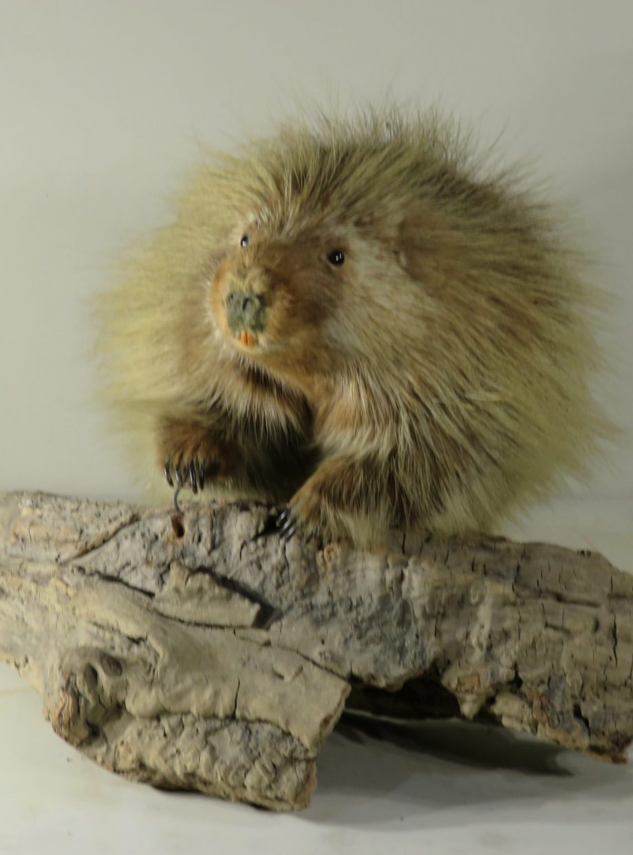 Porcupine Life Sized mount for sale. P-110PO – Mounts For Sale