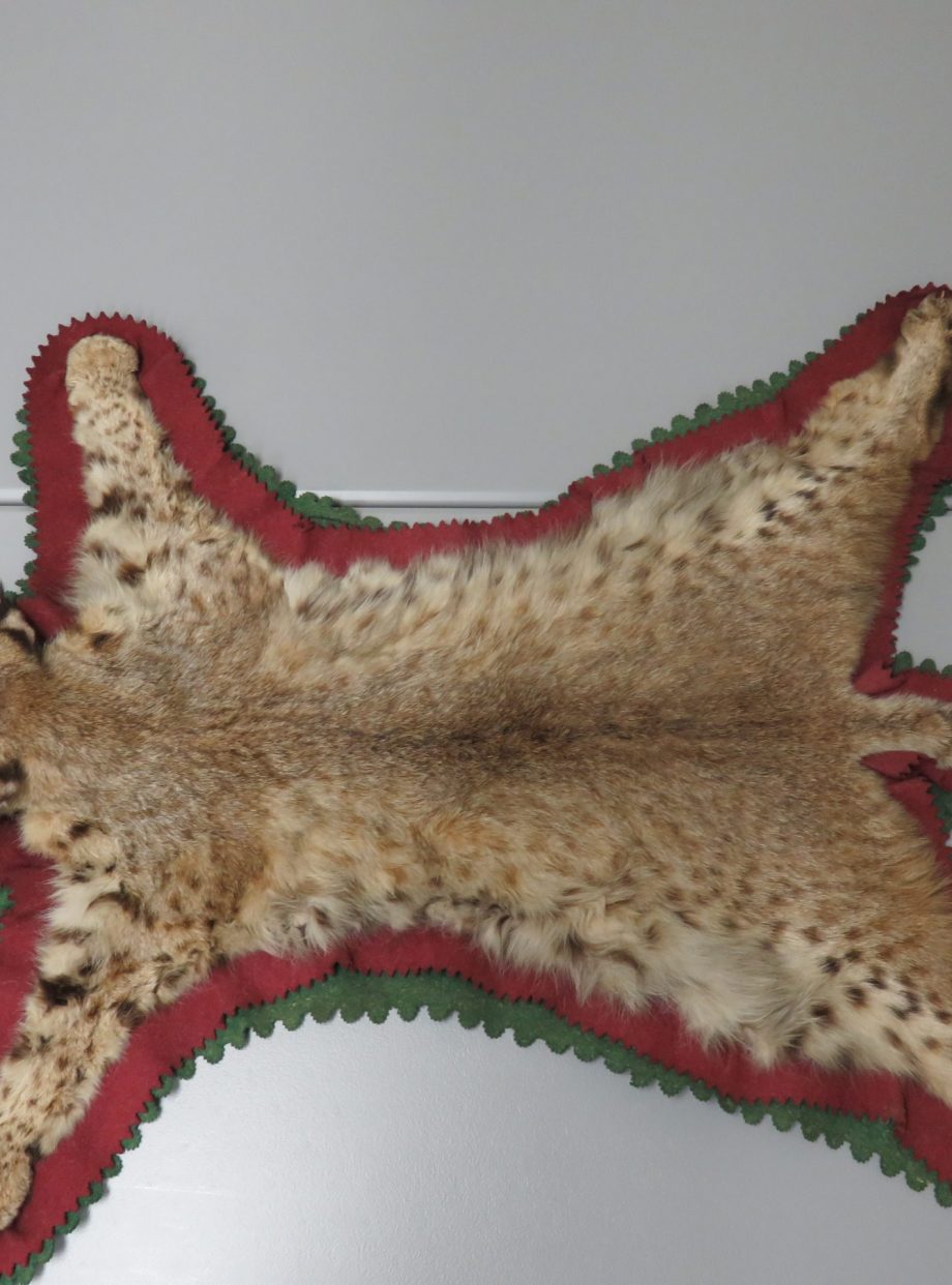 Bobcat Taxidermy rug for sale. C-111BC – Mounts For Sale