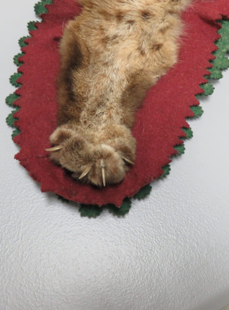 Bobcat Taxidermy rug for sale. C-111BC – Mounts For Sale