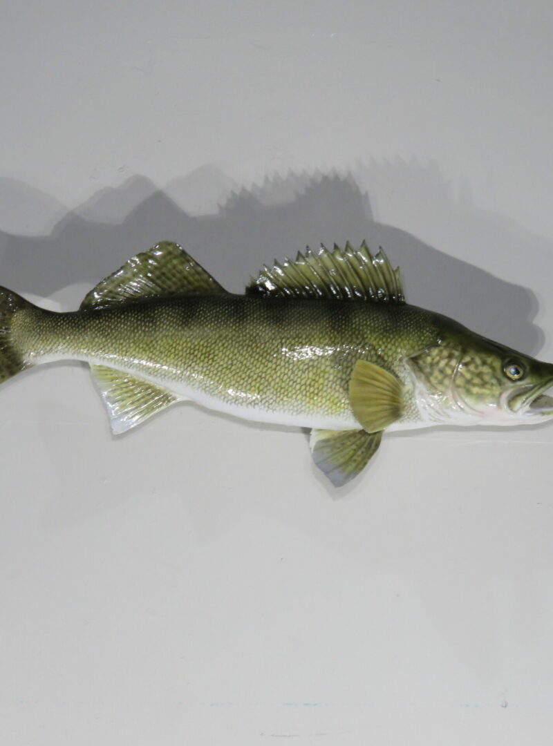 Walleye taxidermy for sale. F-112WA – Mounts For Sale
