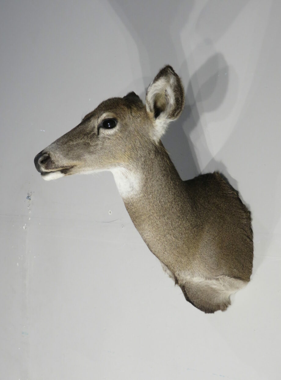 Whitetail Deer Doe mount for sale. W-145D – Mounts For Sale