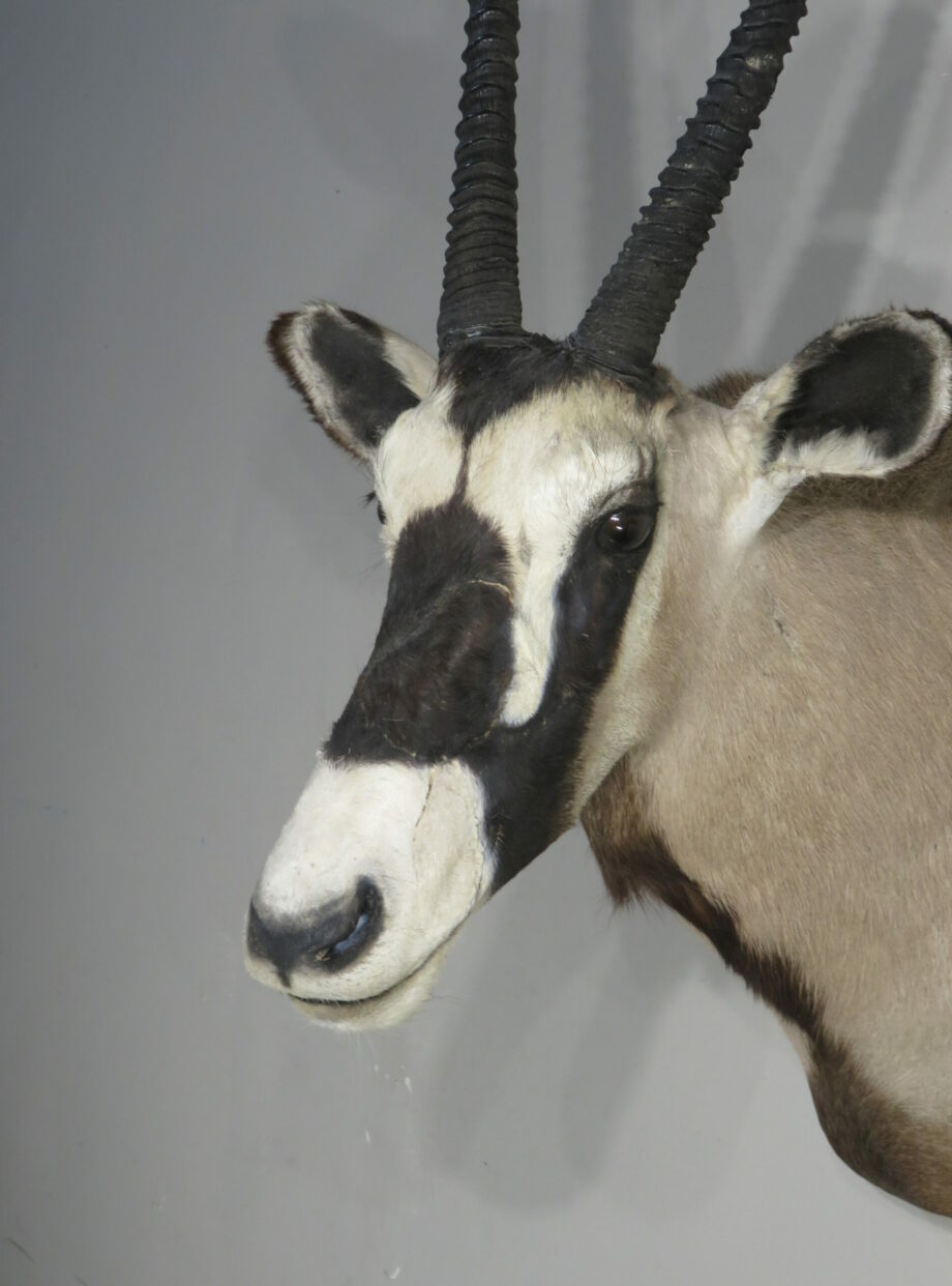 Gemsbok/Oryx Taxidermy for sale. X-152OR – Mounts For Sale