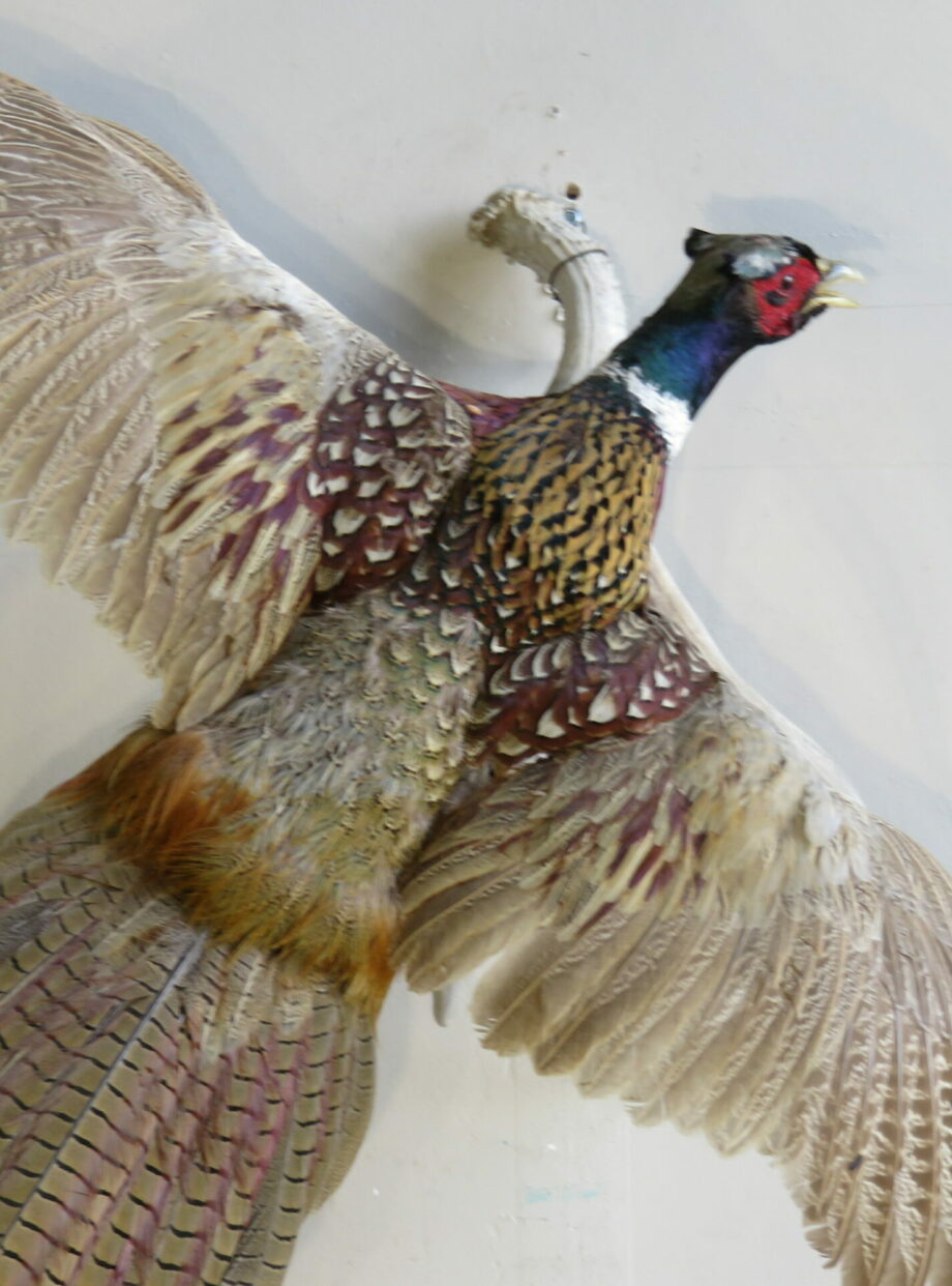 Ringneck Pheasant taxidermy mount for sale. T-118PH – Mounts For Sale