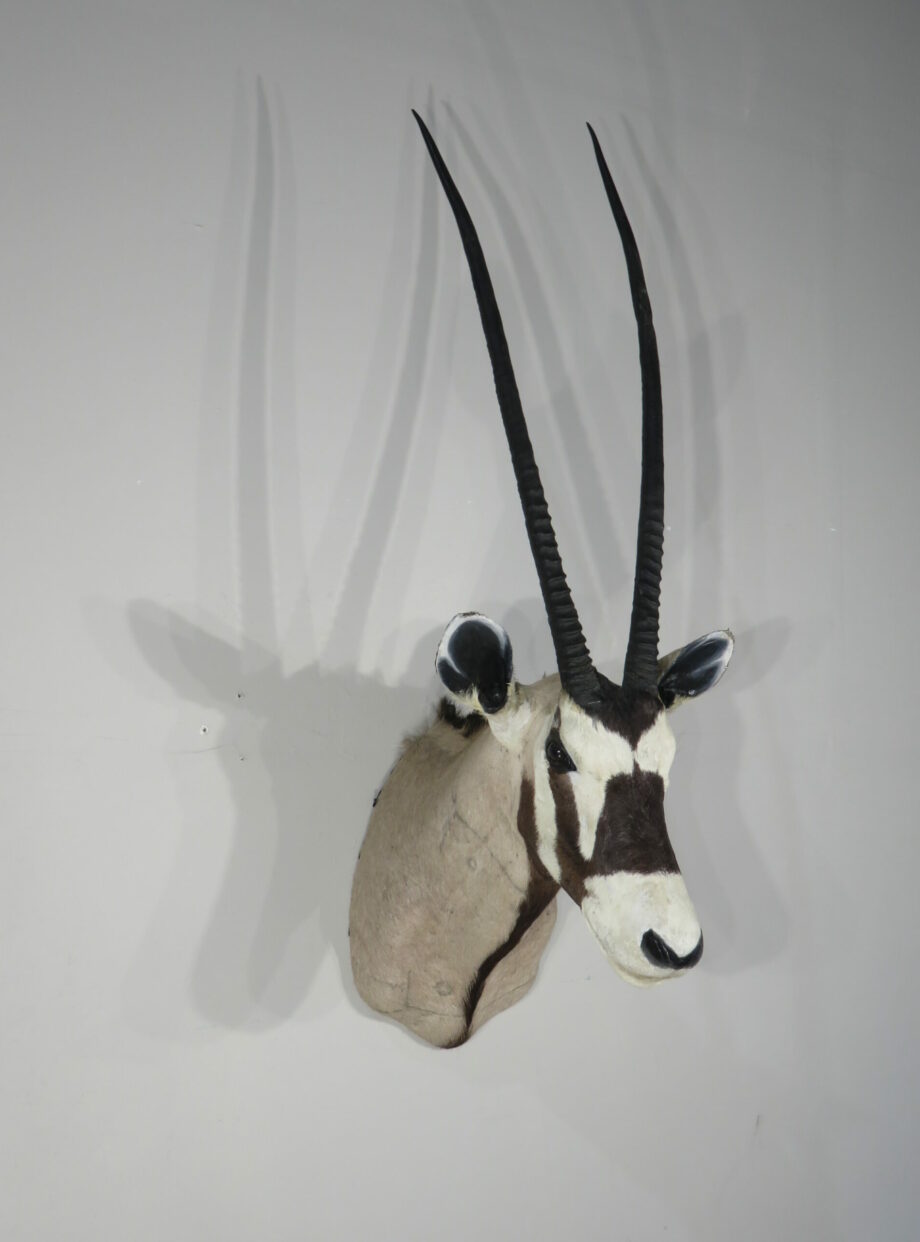 Gemsbok/Oryx taxidermy mount for sale. X-157OR – Mounts For Sale