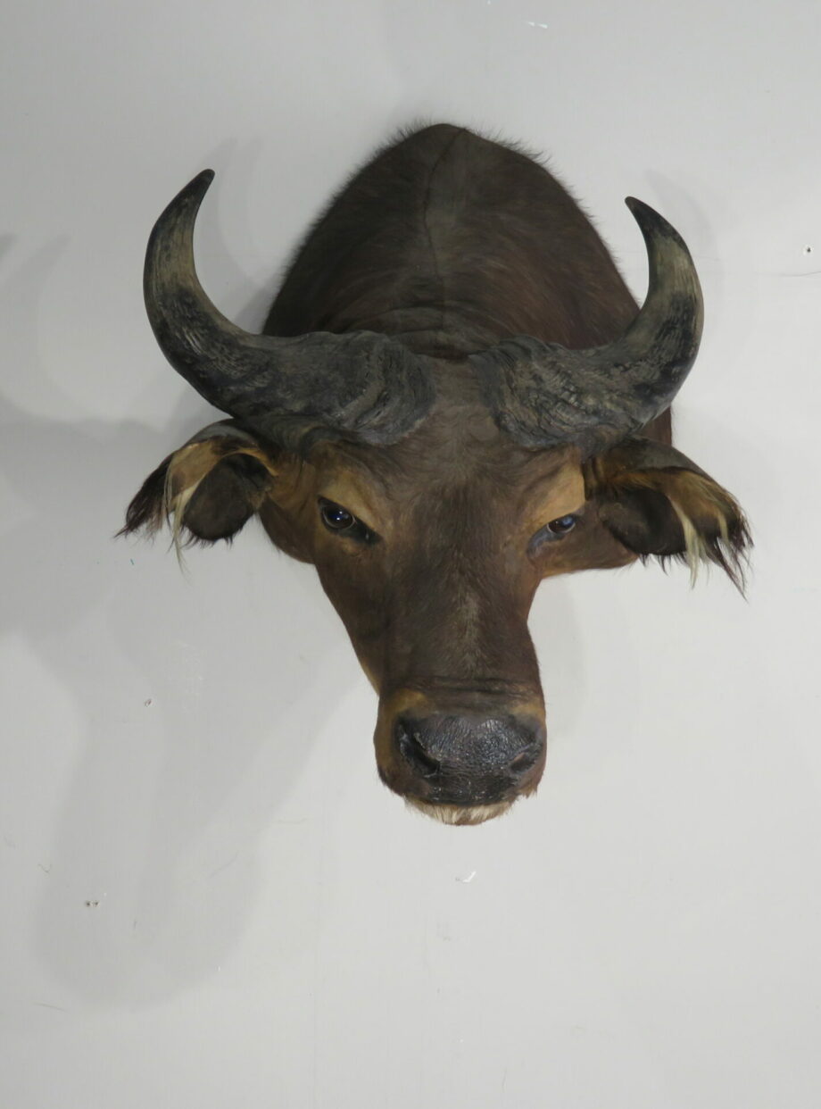 African Forest Buffalo Taxidermy Mount for Sale. X-159WA – Mounts For Sale