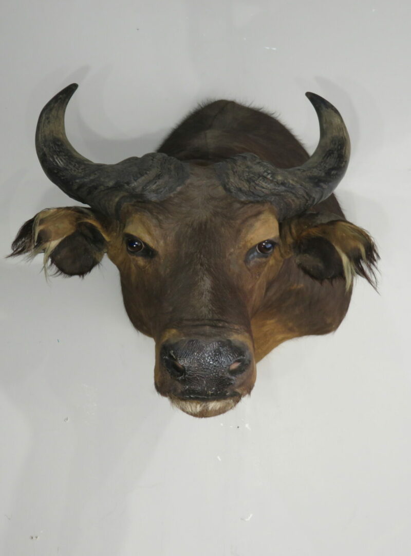African Forest Buffalo Taxidermy Mount for Sale. X-159WA – Mounts For Sale